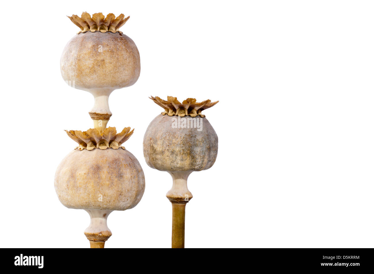 Poppy seed capsules hi-res stock photography and images - Alamy