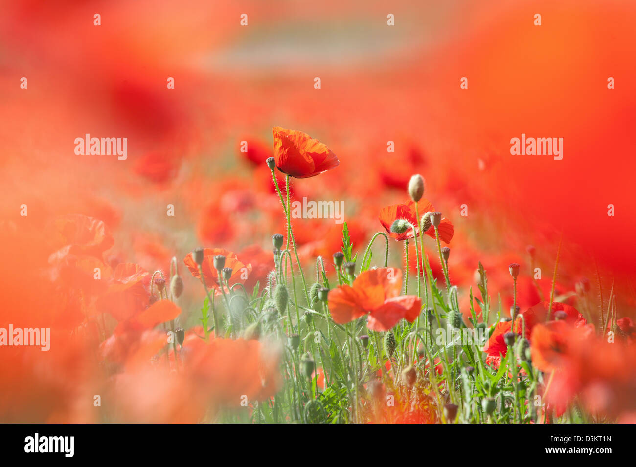 ENGLAND; NORFOLK; POPPY; FIELD; RED; FLOWER; POPPIES; FLOWERS; DETAIL ...