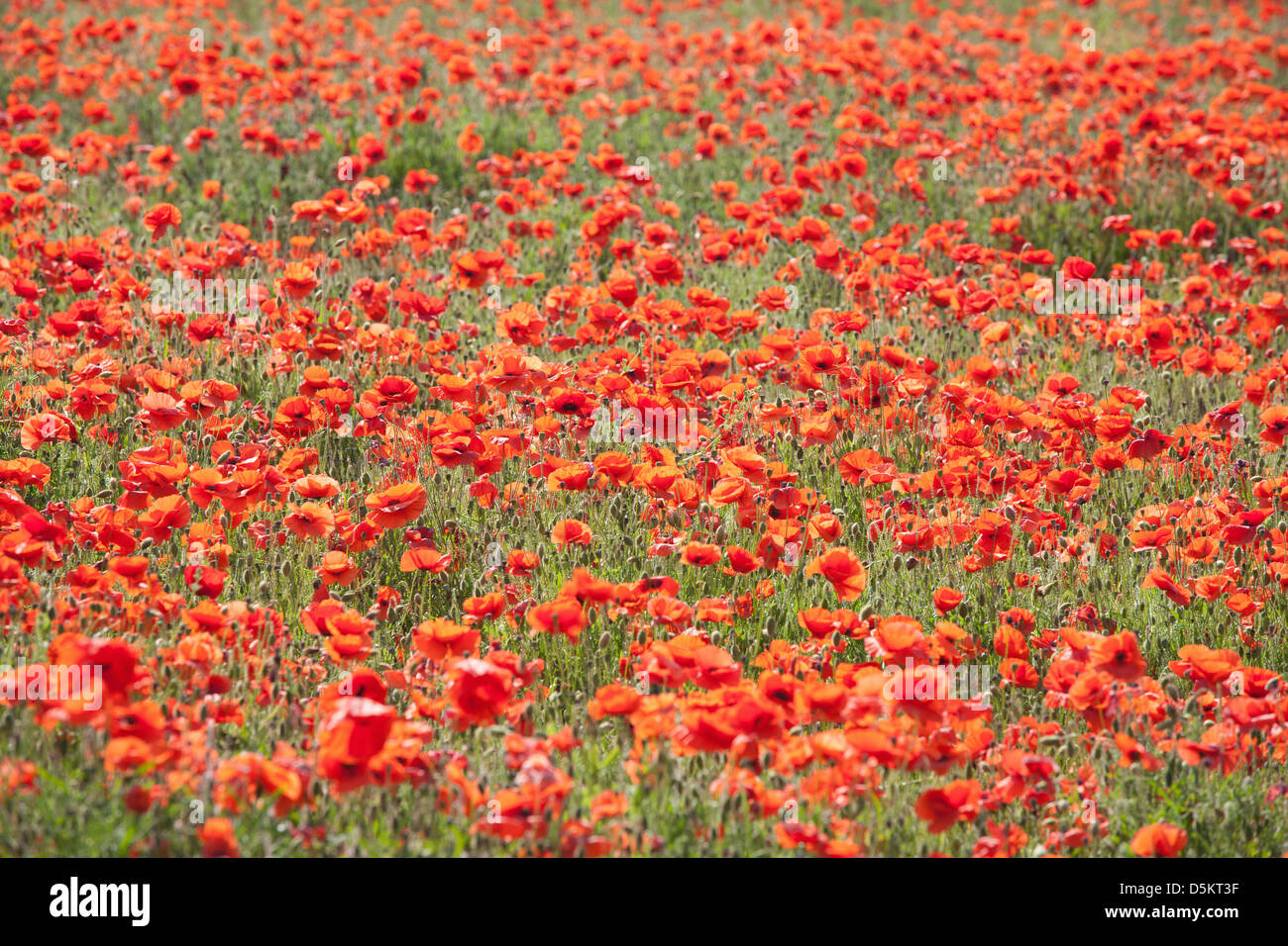 ENGLAND; NORFOLK; POPPY; FIELD; RED; FLOWER; POPPIES; FLOWERS; DETAIL ...