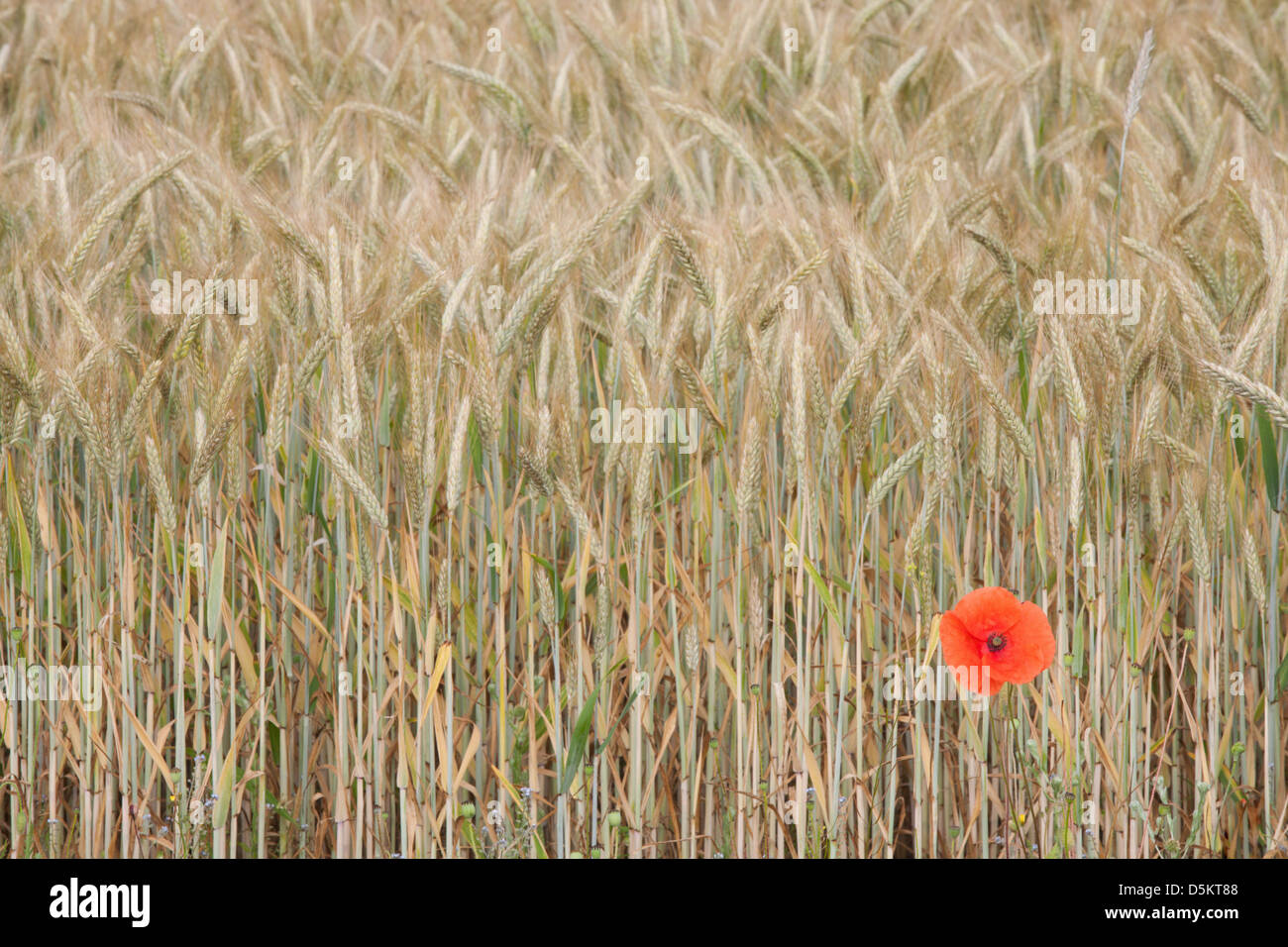 ENGLAND; NORFOLK; POPPY; FIELD; RED; FLOWER; POPPIES; FLOWERS; DETAIL ...