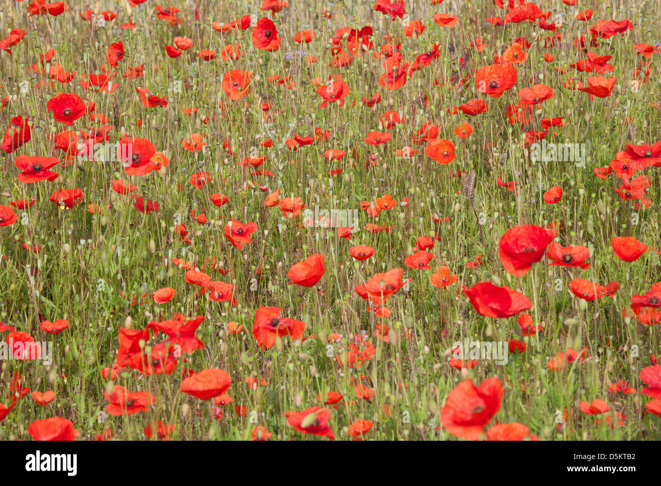 ENGLAND; NORFOLK; POPPY; FIELD; RED; FLOWER; POPPIES; FLOWERS; DETAIL ...