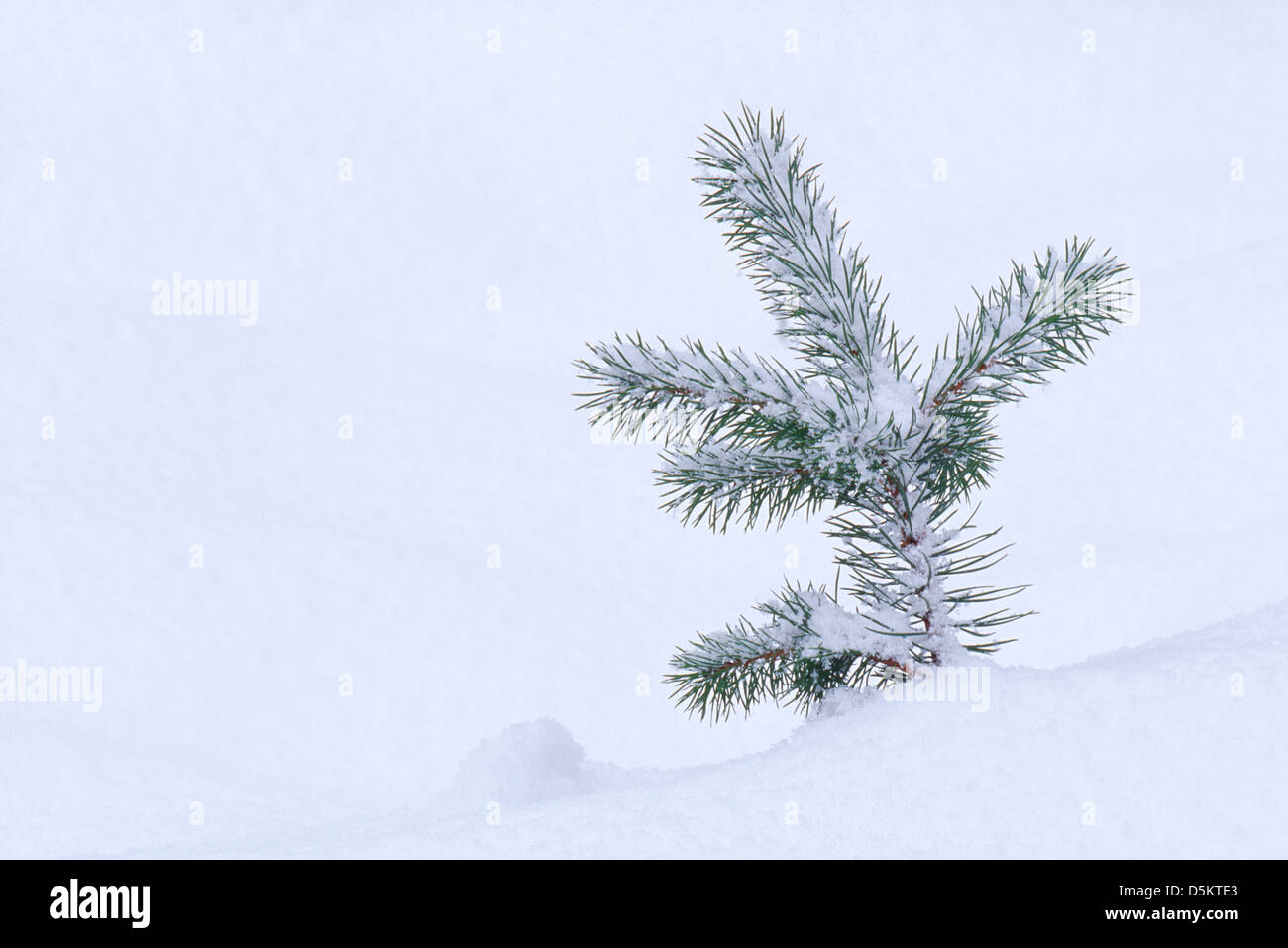 Scots pine sapling hi-res stock photography and images - Alamy