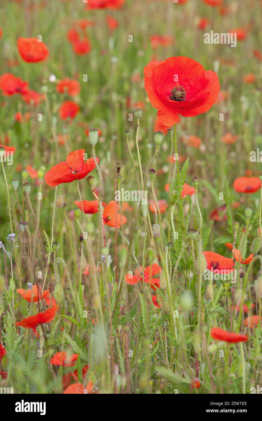 England Norfolk Poppy Field Red High Resolution Stock Photography and ...