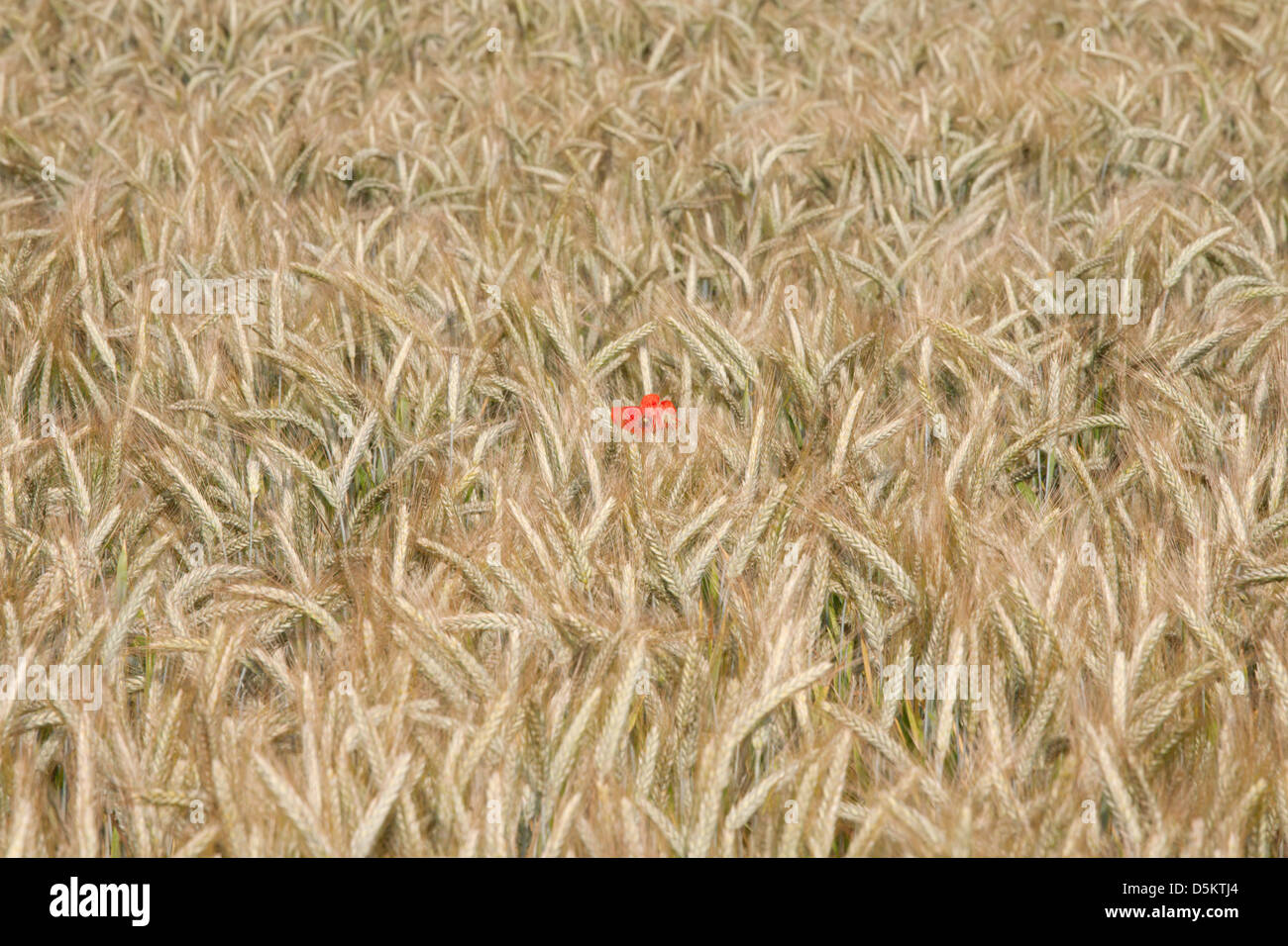 ENGLAND; NORFOLK; POPPY; FIELD; RED; FLOWER; POPPIES; FLOWERS; DETAIL ...