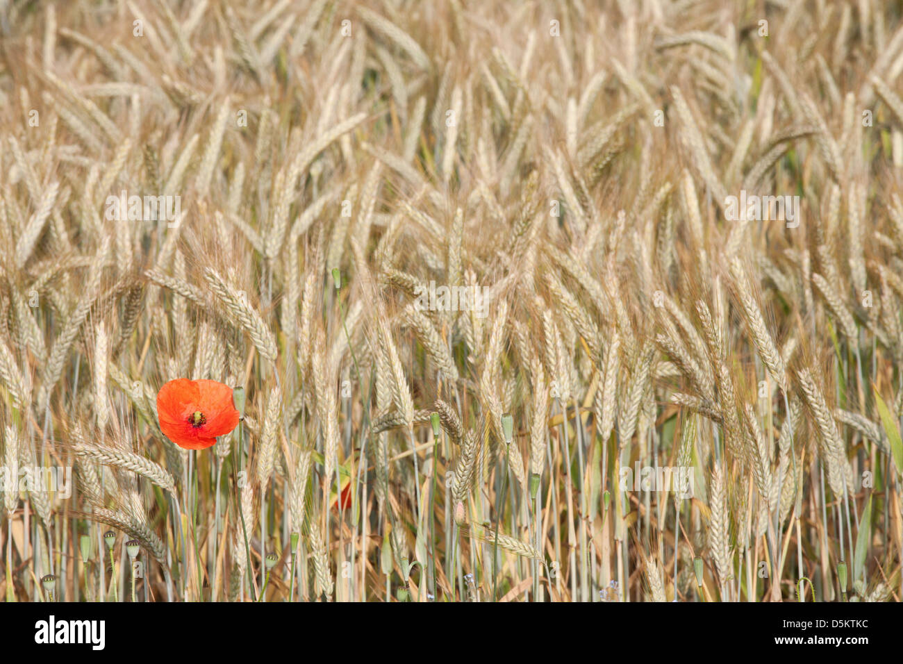 ENGLAND; NORFOLK; POPPY; FIELD; RED; FLOWER; POPPIES; FLOWERS; DETAIL ...