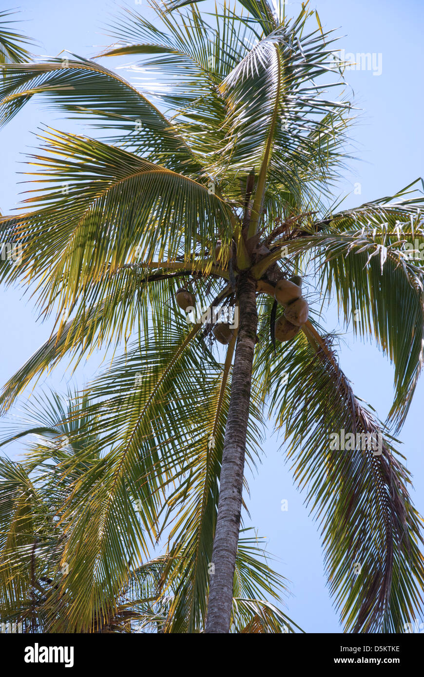 Coconut tree at Playa Manzanillo. Costa Rica. Central America Stock ...