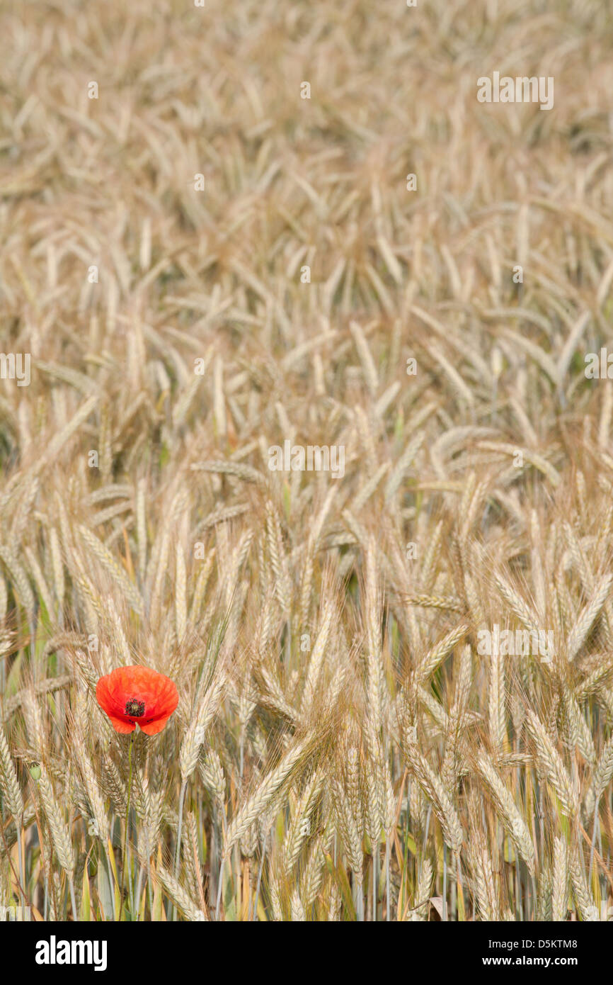 England norfolk poppy field red hi-res stock photography and images - Alamy