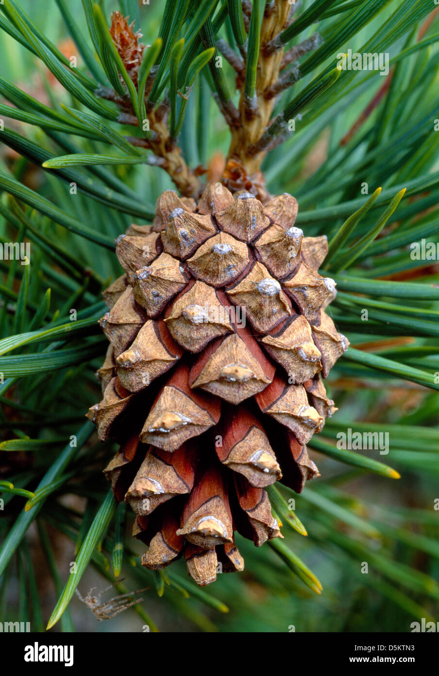Conical pine cone hi-res stock photography and images - Alamy