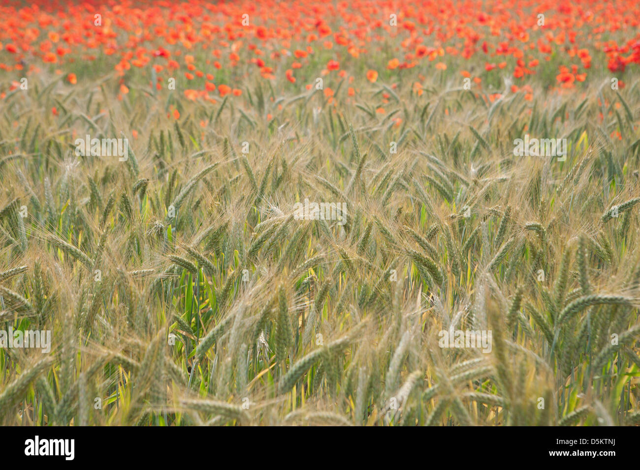 ENGLAND; NORFOLK; POPPY; FIELD; RED; FLOWER; POPPIES; FLOWERS; DETAIL ...