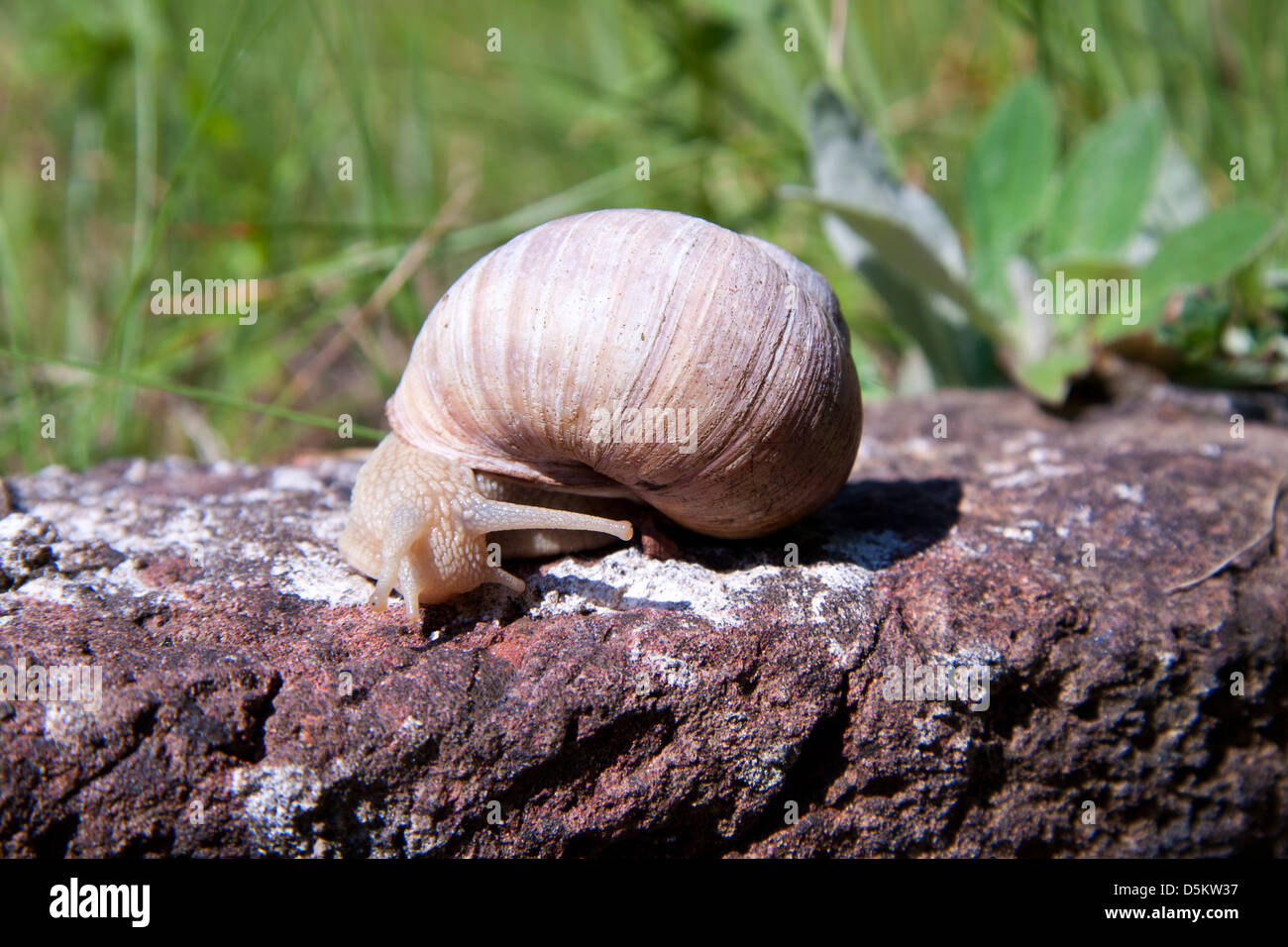 Snale house hi-res stock photography and images - Alamy