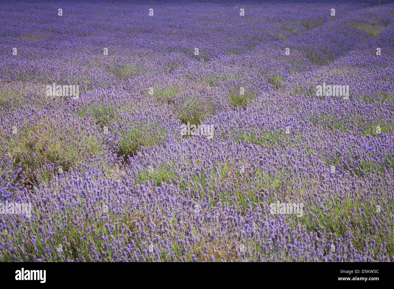 Norfolk lavender farm hi-res stock photography and images - Alamy