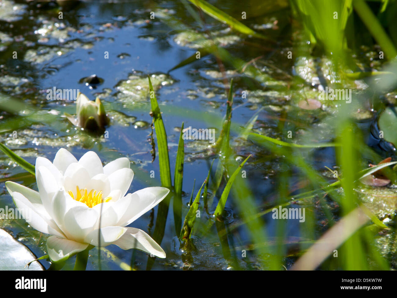 Blue lotus in small garden hi-res stock photography and images - Alamy
