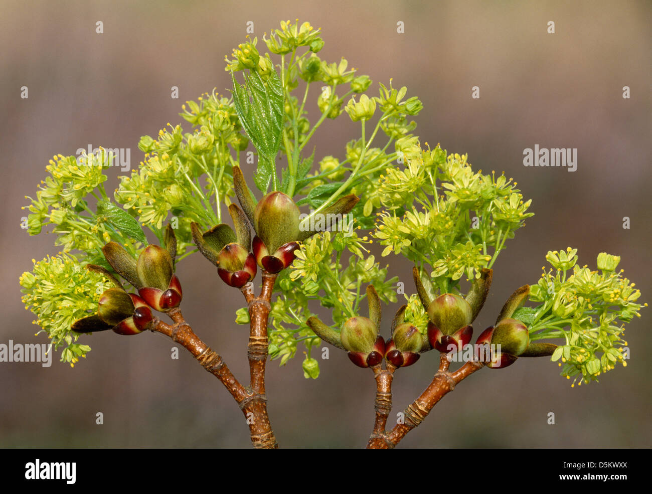 Norway Maple Acer platanoides Aceraceae Stock Photo - Alamy