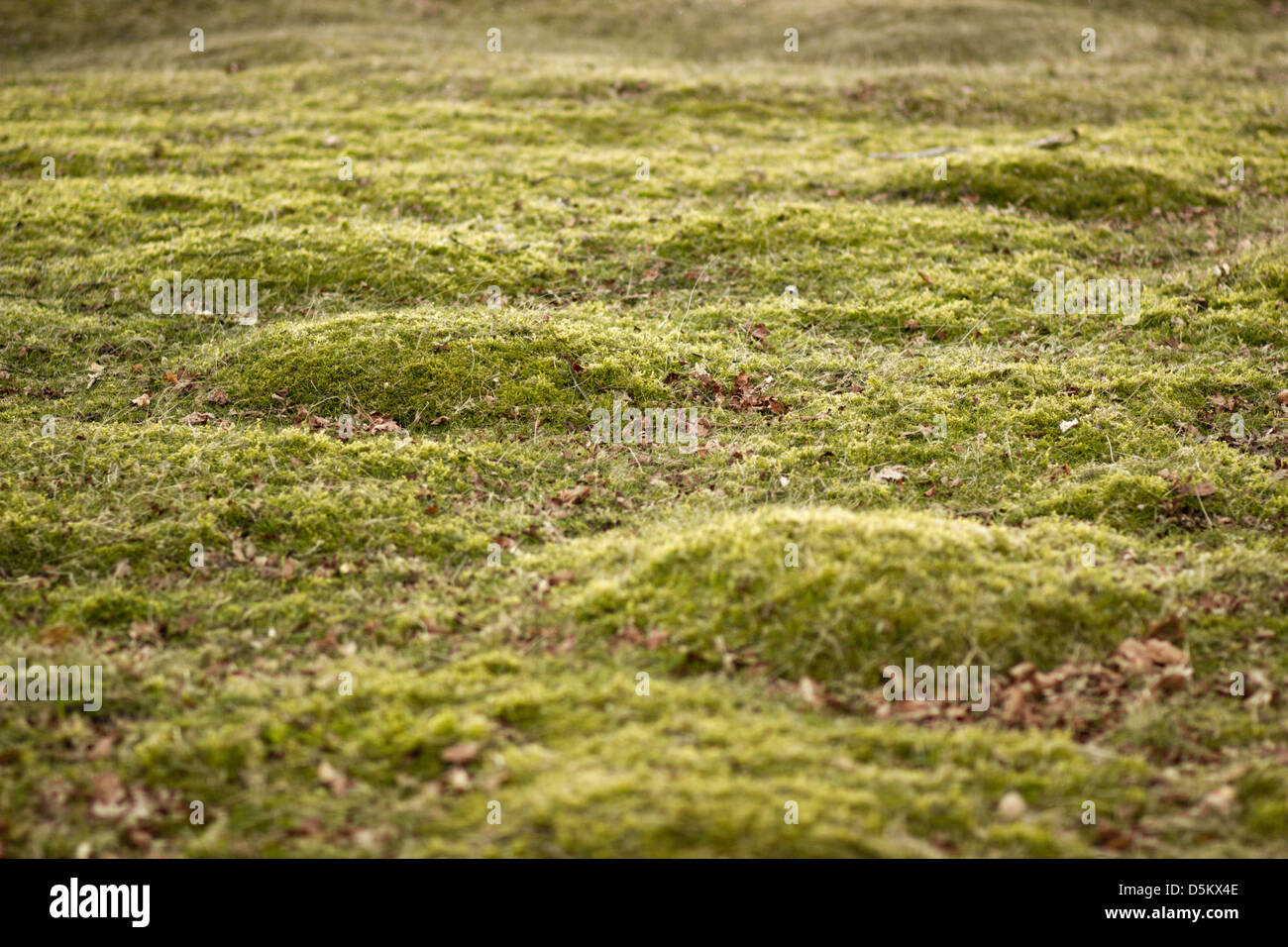 Close up of moss. The Sun is backlighting the lumps Stock Photo - Alamy