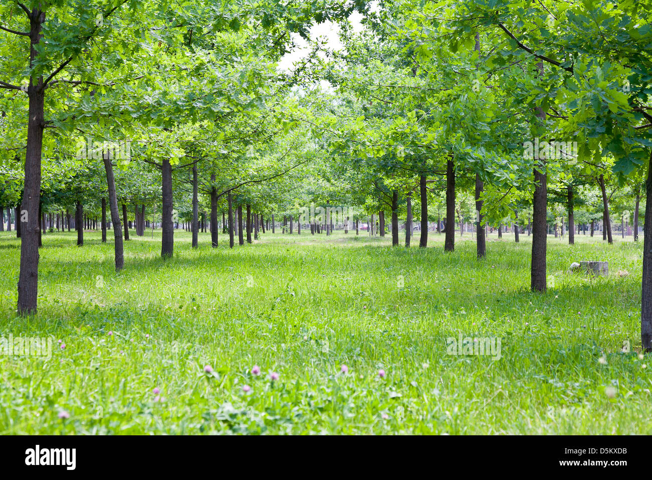 park at summer Stock Photo - Alamy