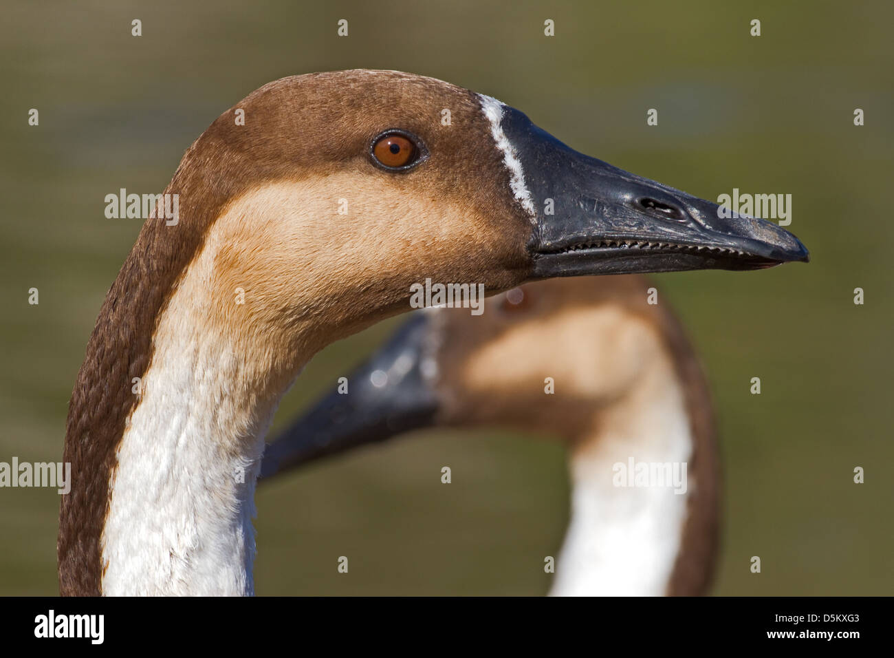 Swan goose hi-res stock photography and images - Alamy
