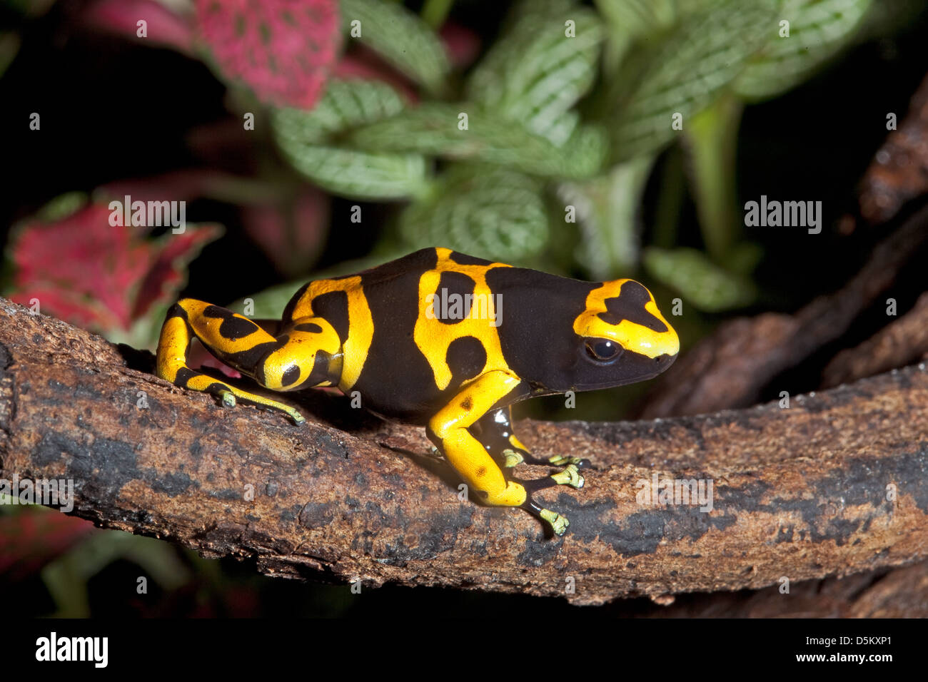 Yellow-banded Poison Dart Frog Stock Photo - Alamy