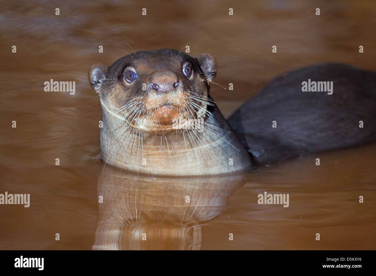 Smooth coated otter india hi-res stock photography and images - Alamy