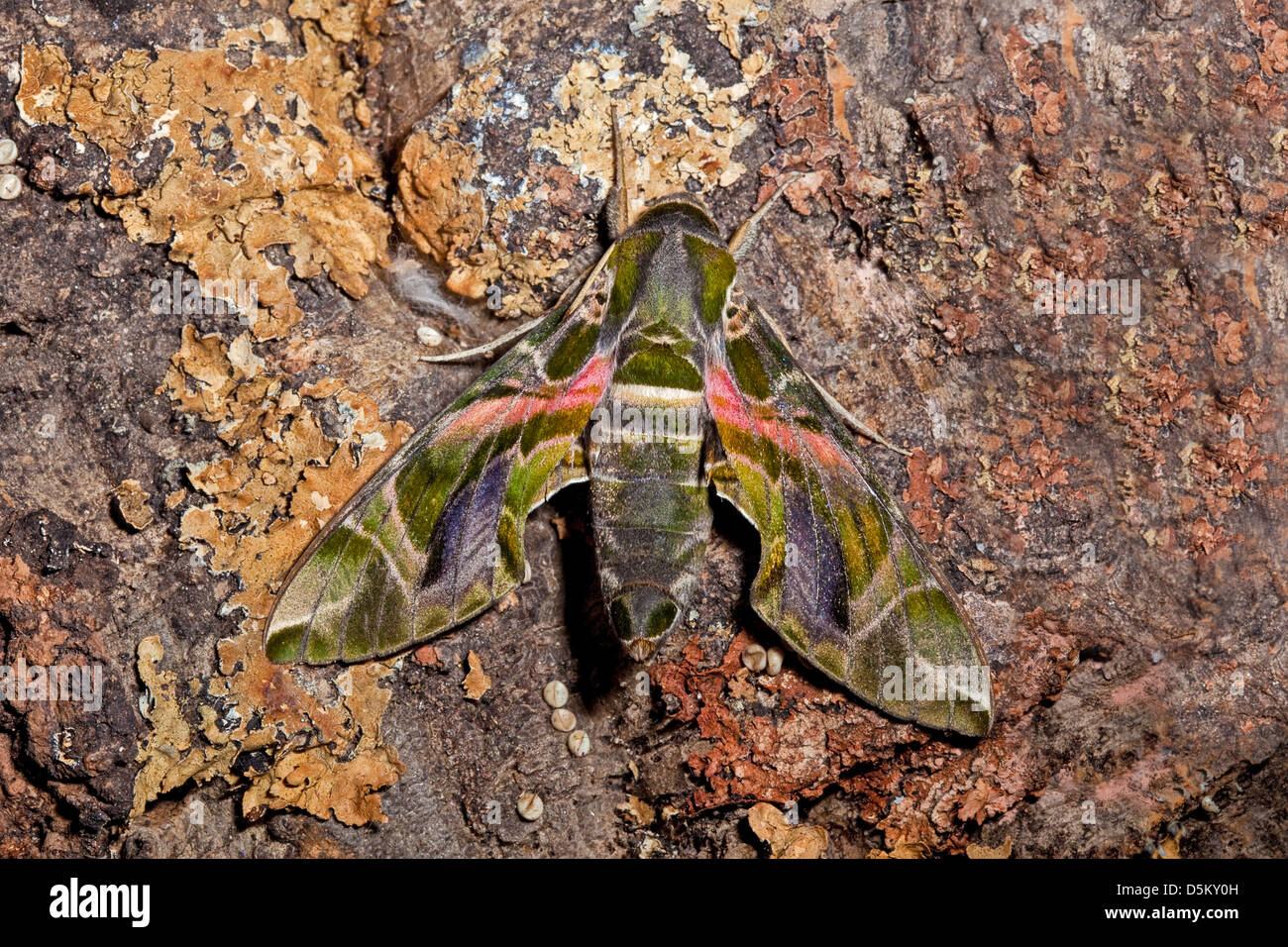 Oleander Hawk Moth Stock Photo - Alamy