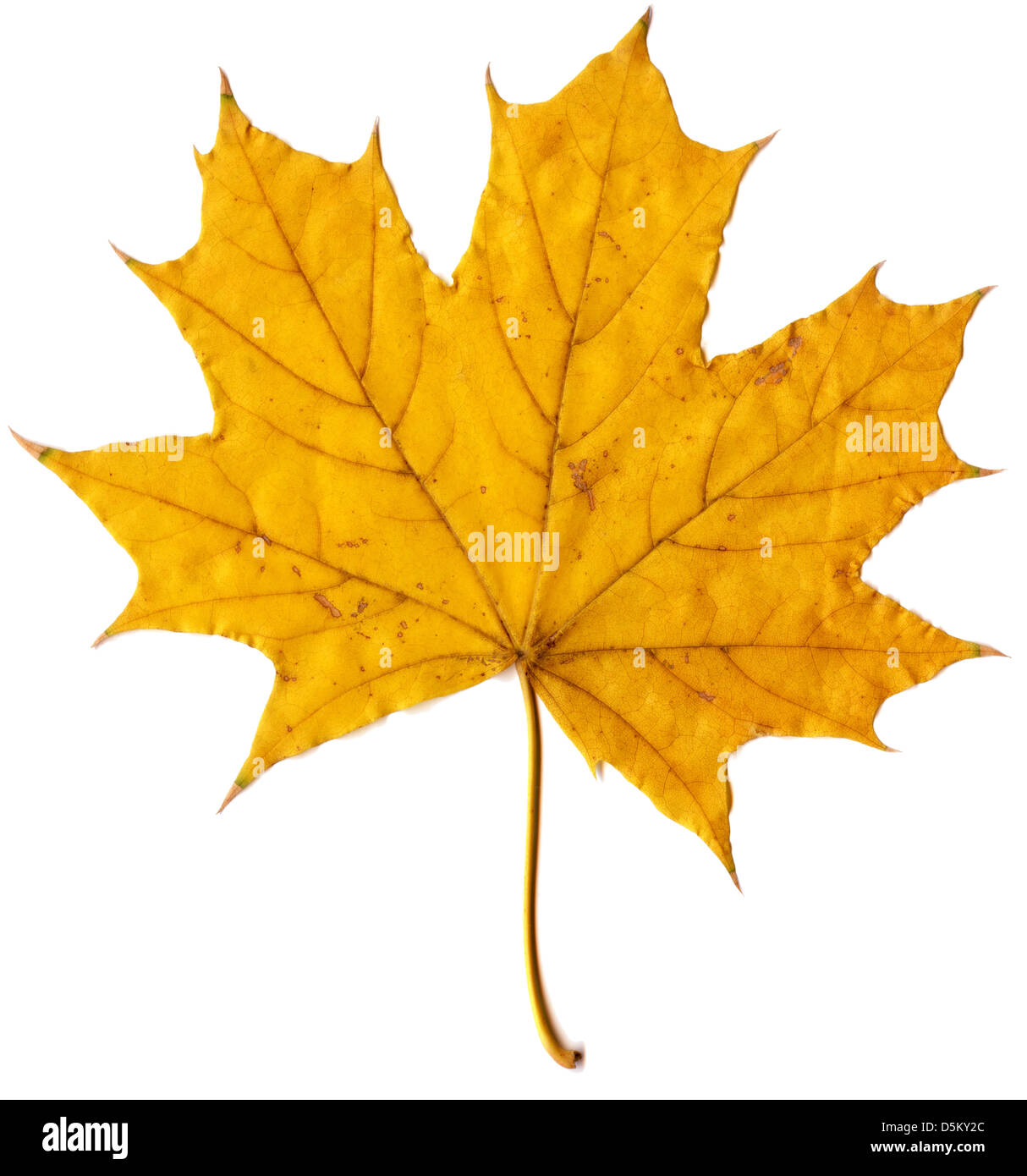 Yellow leaf isolated on hi-res stock photography and images - Alamy