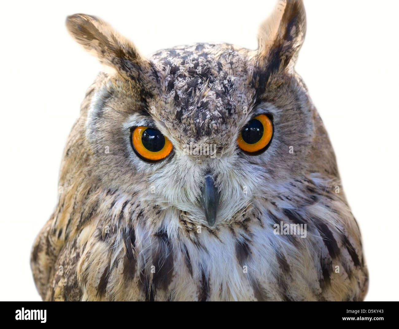 owl bird head Stock Photo - Alamy