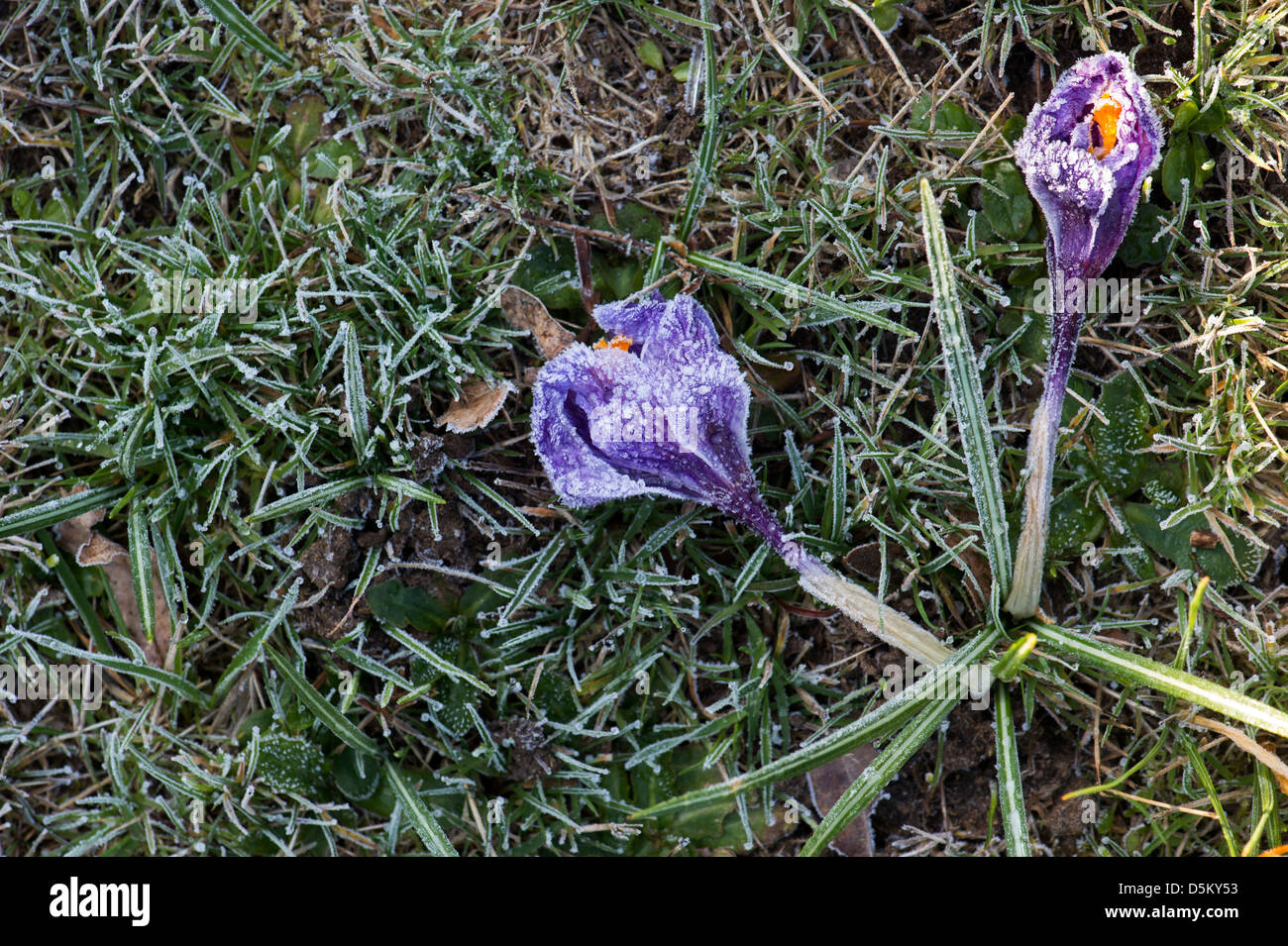 Frost damaged Crocus flowers in an English garden Stock Photo - Alamy
