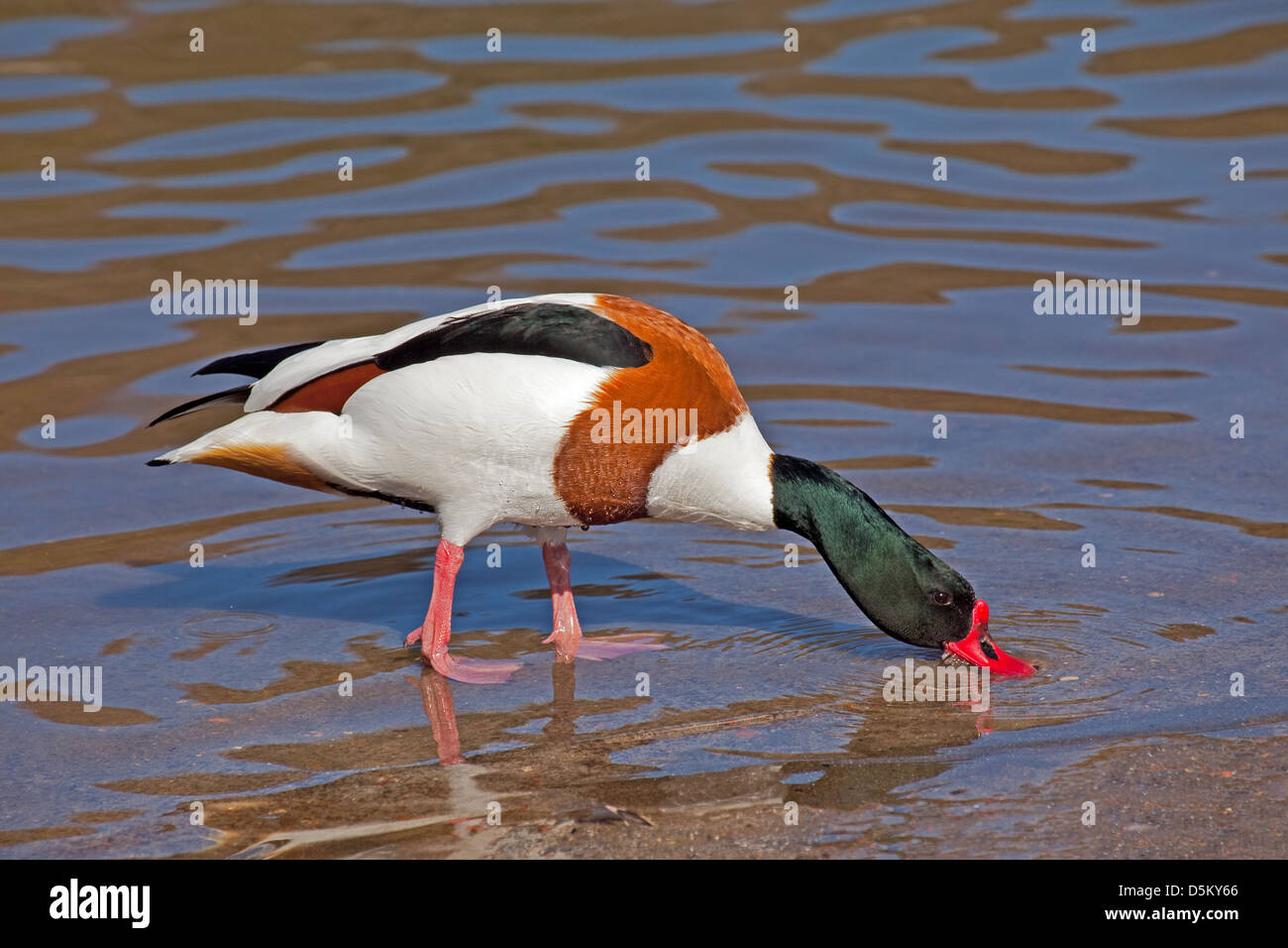 Male Common Shelduck Stock Photo - Alamy