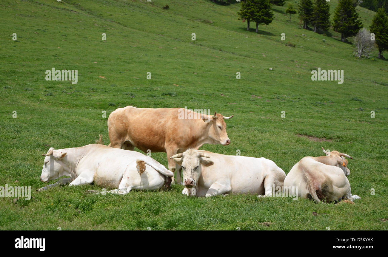 Daspin hi-res stock photography and images - Alamy