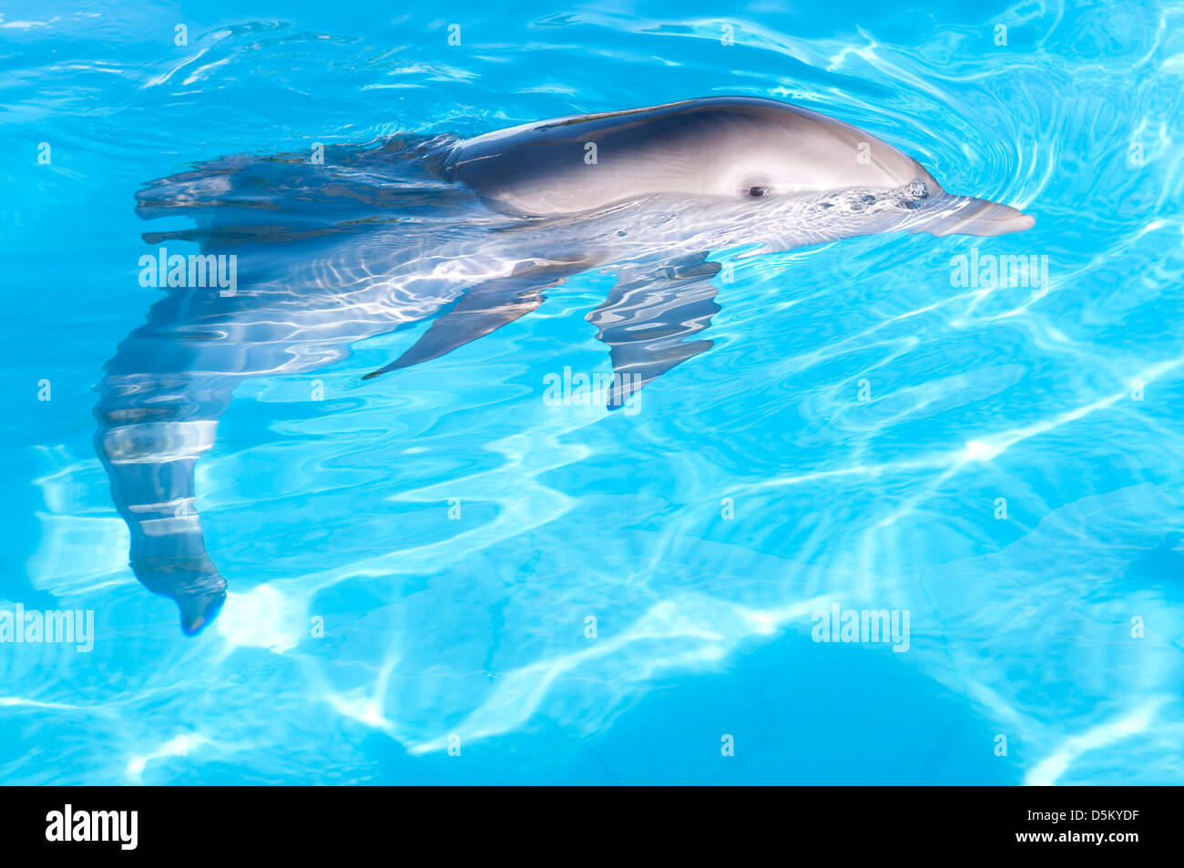 Dolphin Tale Winter Stock Photos & Dolphin Tale Winter Stock Images - Alamy