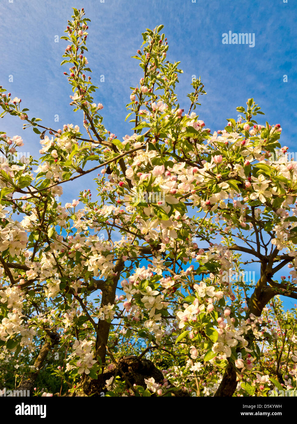 apple tree in bloom Stock Photo - Alamy
