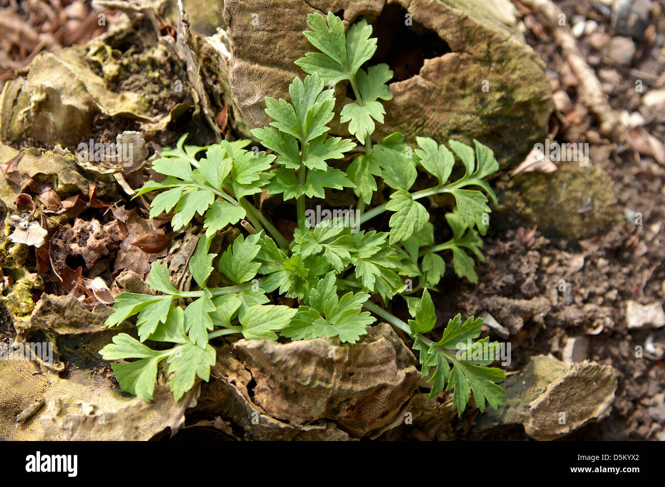 poppy seedling in remains of old tree stump Stock Photo - Alamy