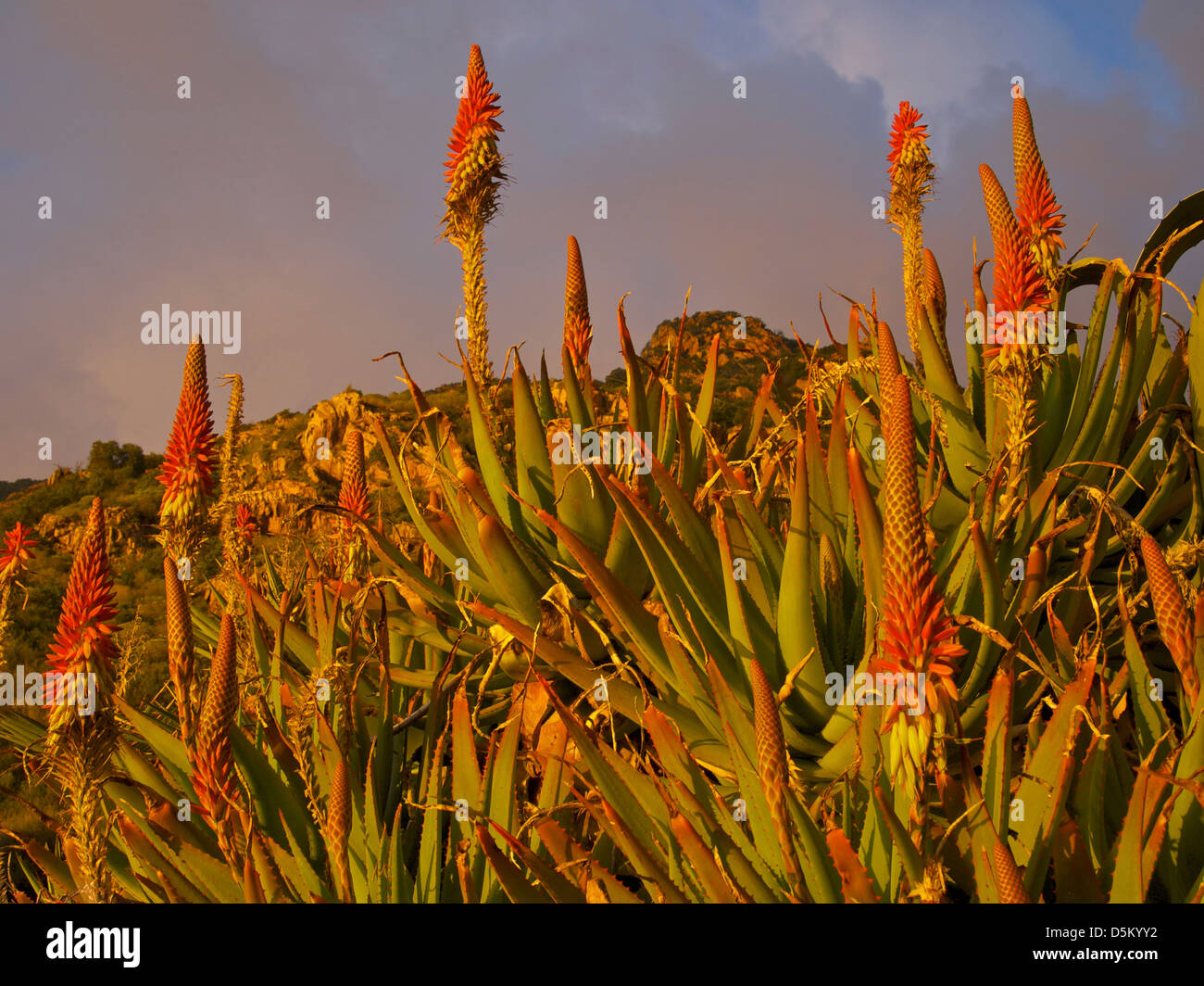 Porto bloom hi-res stock photography and images - Alamy
