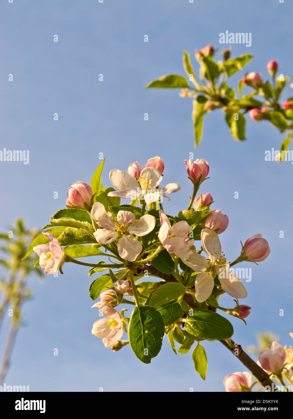 apple tree in bloom Stock Photo - Alamy