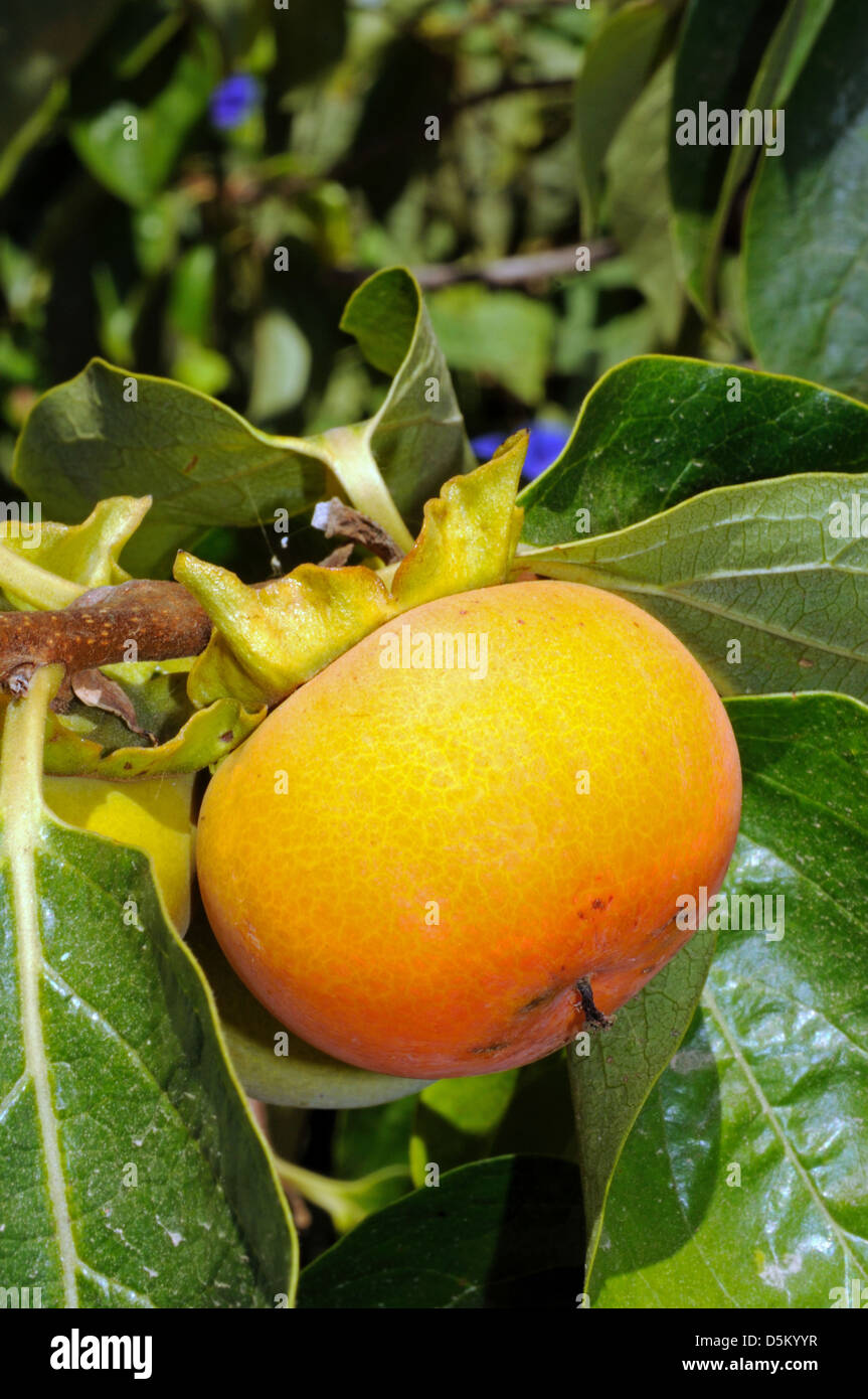 Persimmon fruit hi-res stock photography and images - Alamy