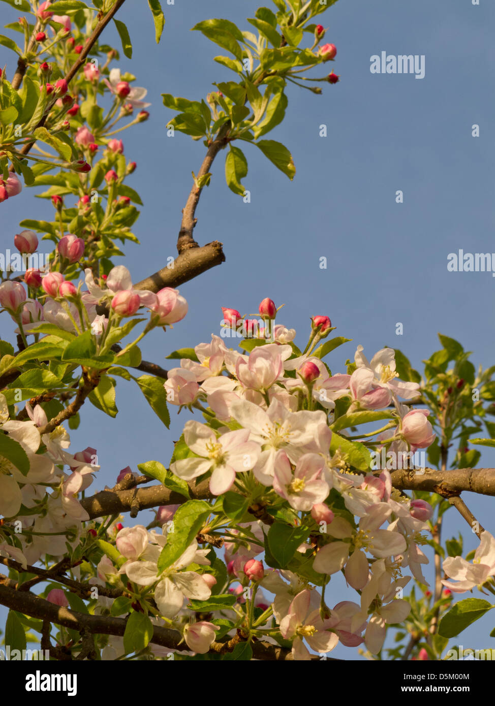apple tree in bloom Stock Photo - Alamy