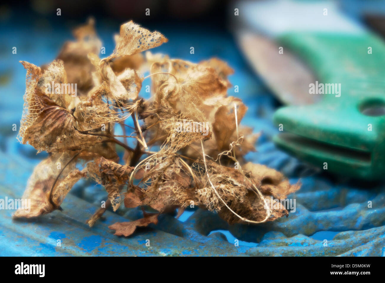 Dead skeleton leaf hi-res stock photography and images - Alamy