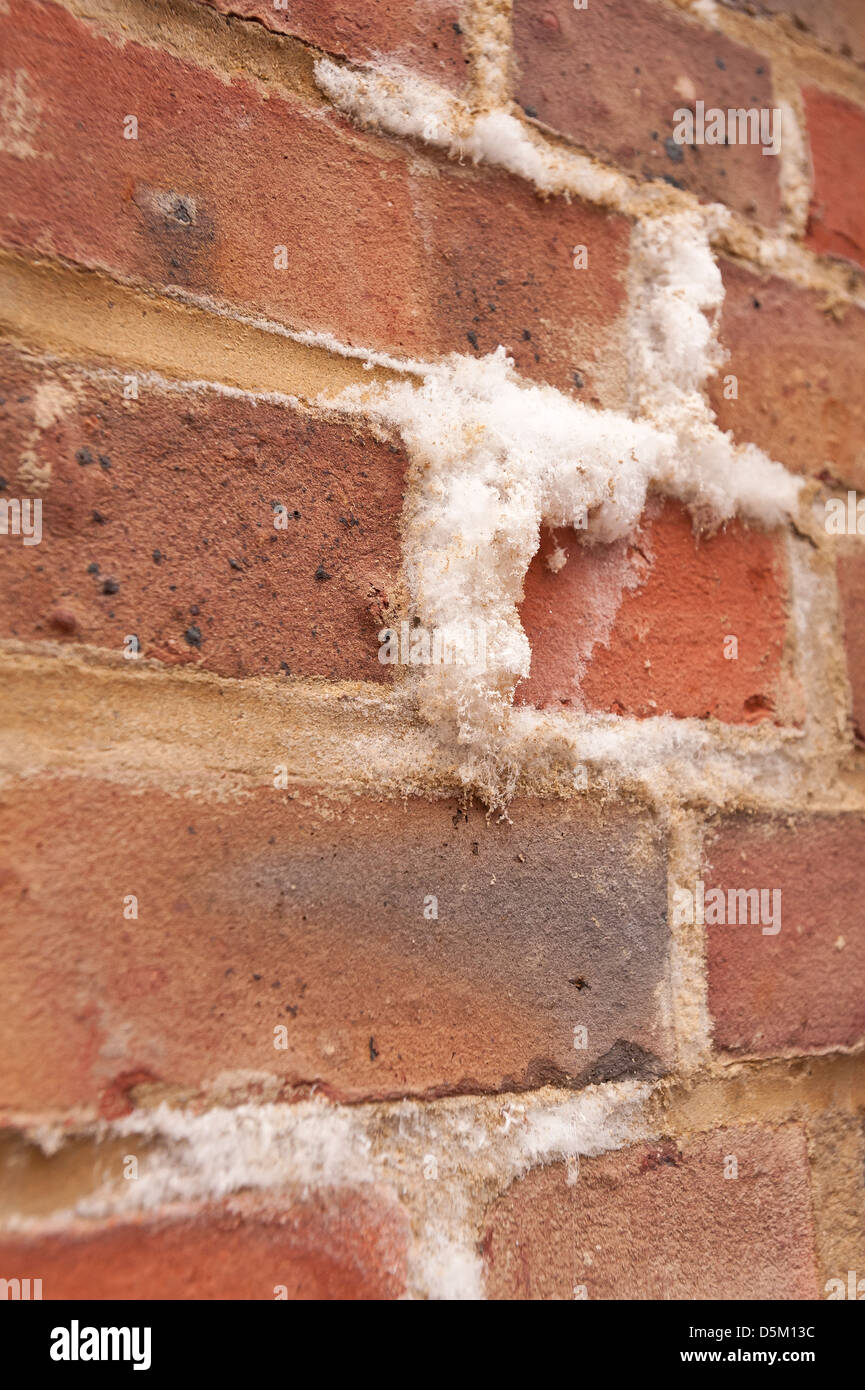 Efflorescence a powdery white salty deposit of salts that forms on the ...