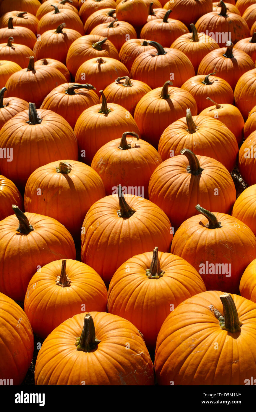 Pumpkins, full frame Stock Photo - Alamy