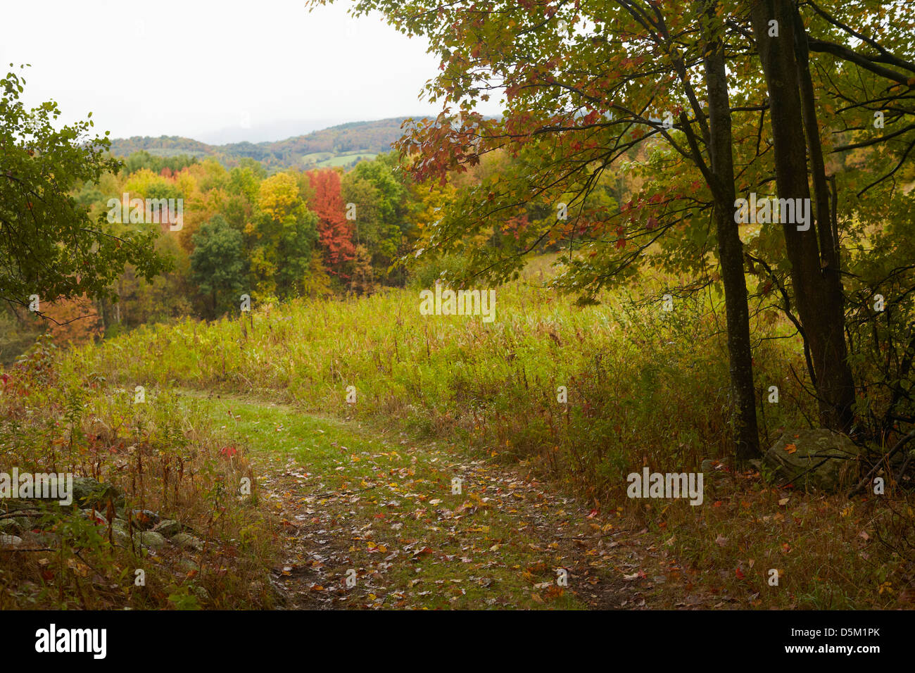 USA, New York, Path in autumn woods Stock Photo - Alamy