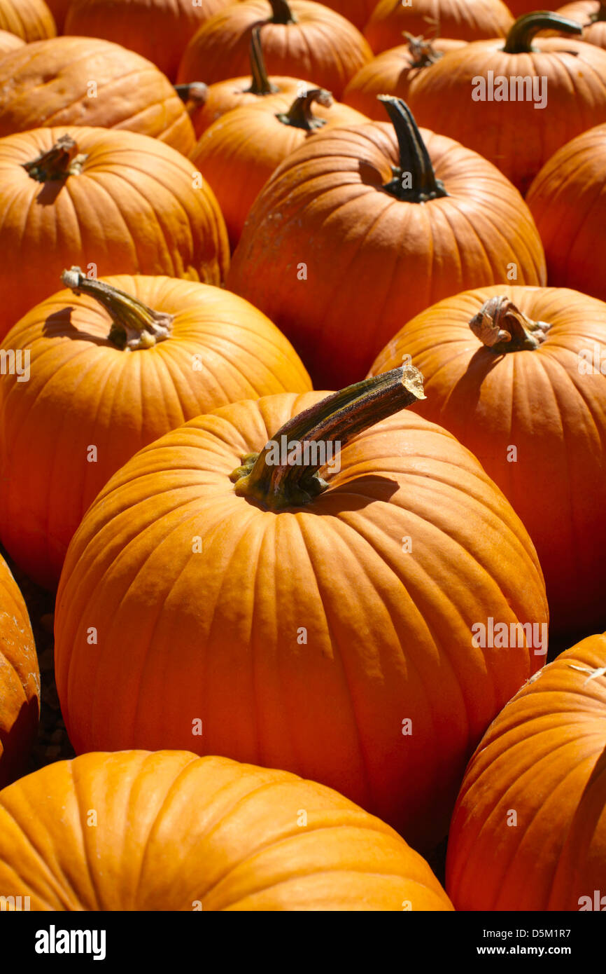 Pumpkins, full frame Stock Photo - Alamy