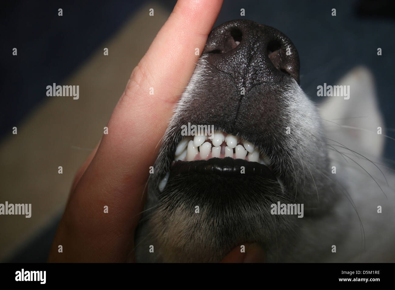 Gums protection hi-res stock photography and images - Alamy