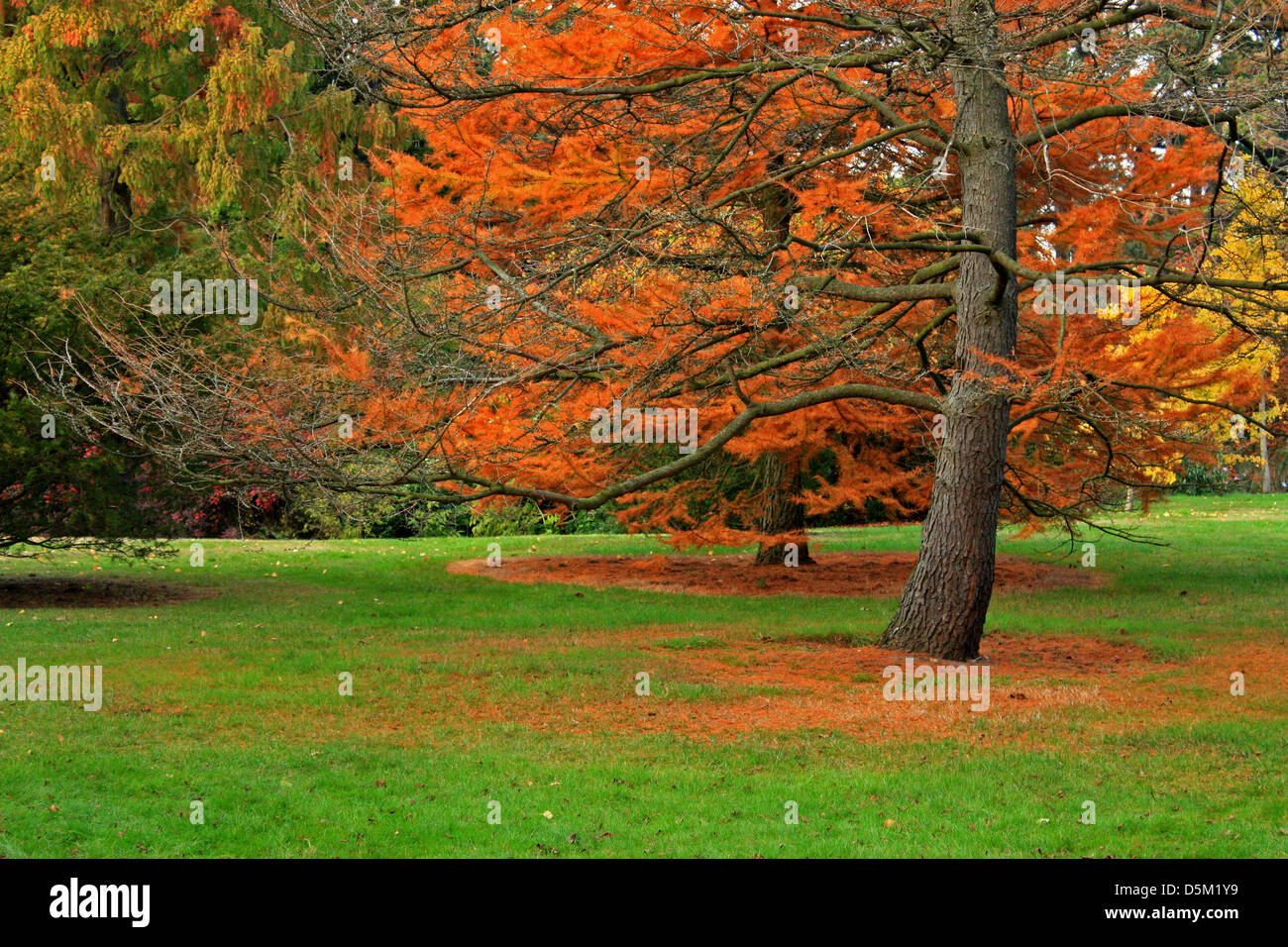 Autumn Trees in Kew Gardens Stock Photo - Alamy