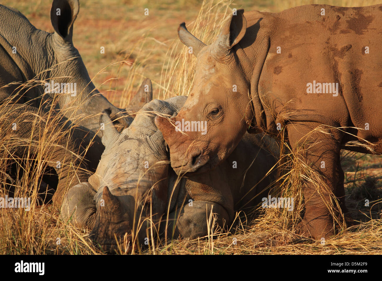 Rhino love hi-res stock photography and images - Alamy