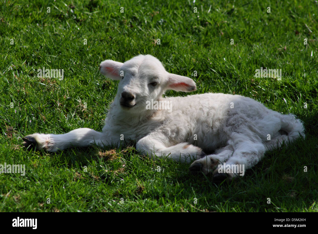 Spring lamb in field in the Dysynni valley Wales Stock Photo - Alamy