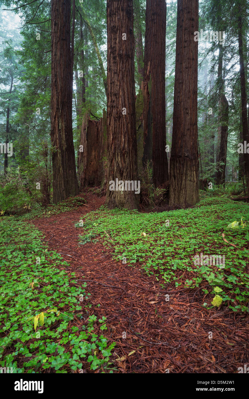 USA, California, Path in forest Stock Photo - Alamy