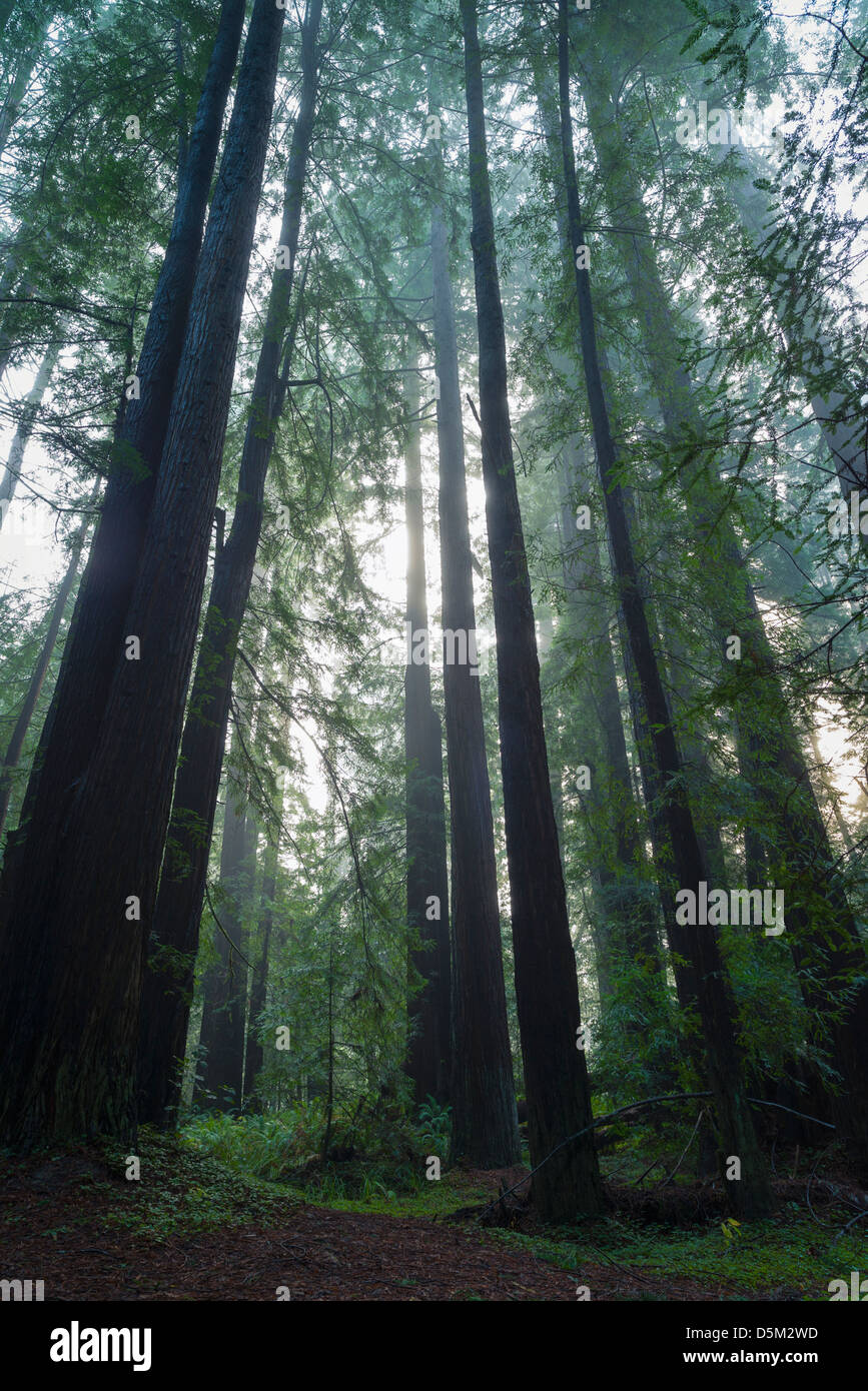 USA, California, Sunlight in forest Stock Photo - Alamy