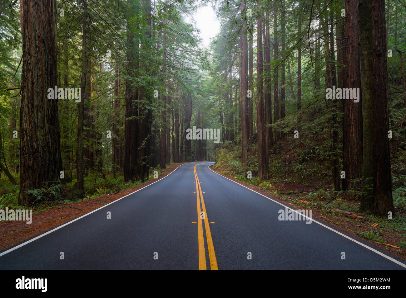 USA, California, Road in forest Stock Photo - Alamy