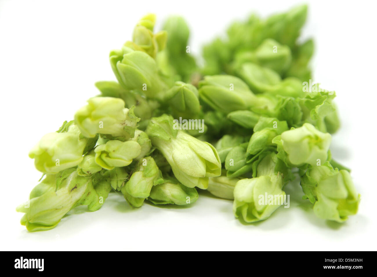 Cowslip flower , Cowslip creeper flower Stock Photo - Alamy