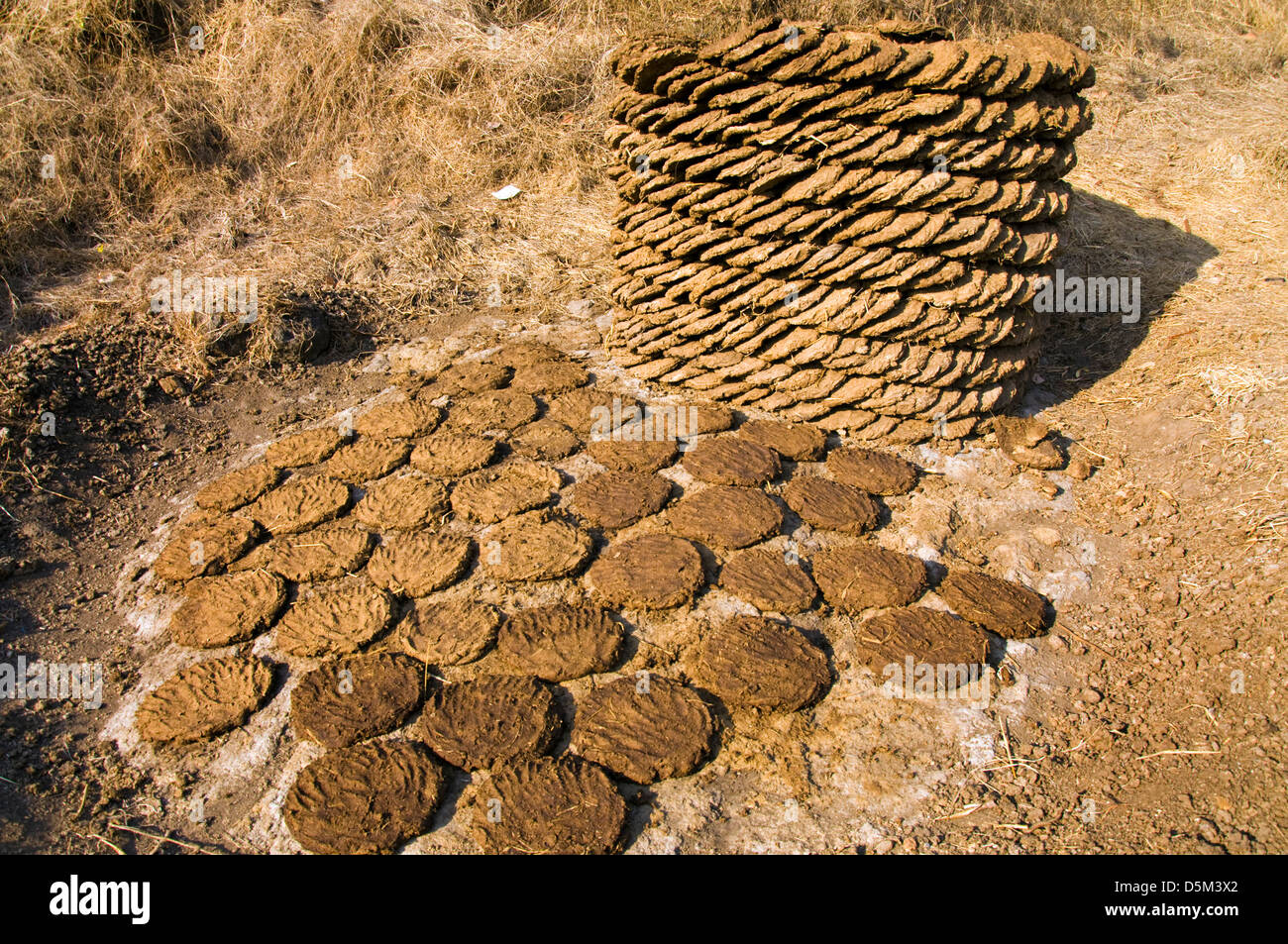 Ox dung used for cooking fire in rural India stacked and laid out to ...