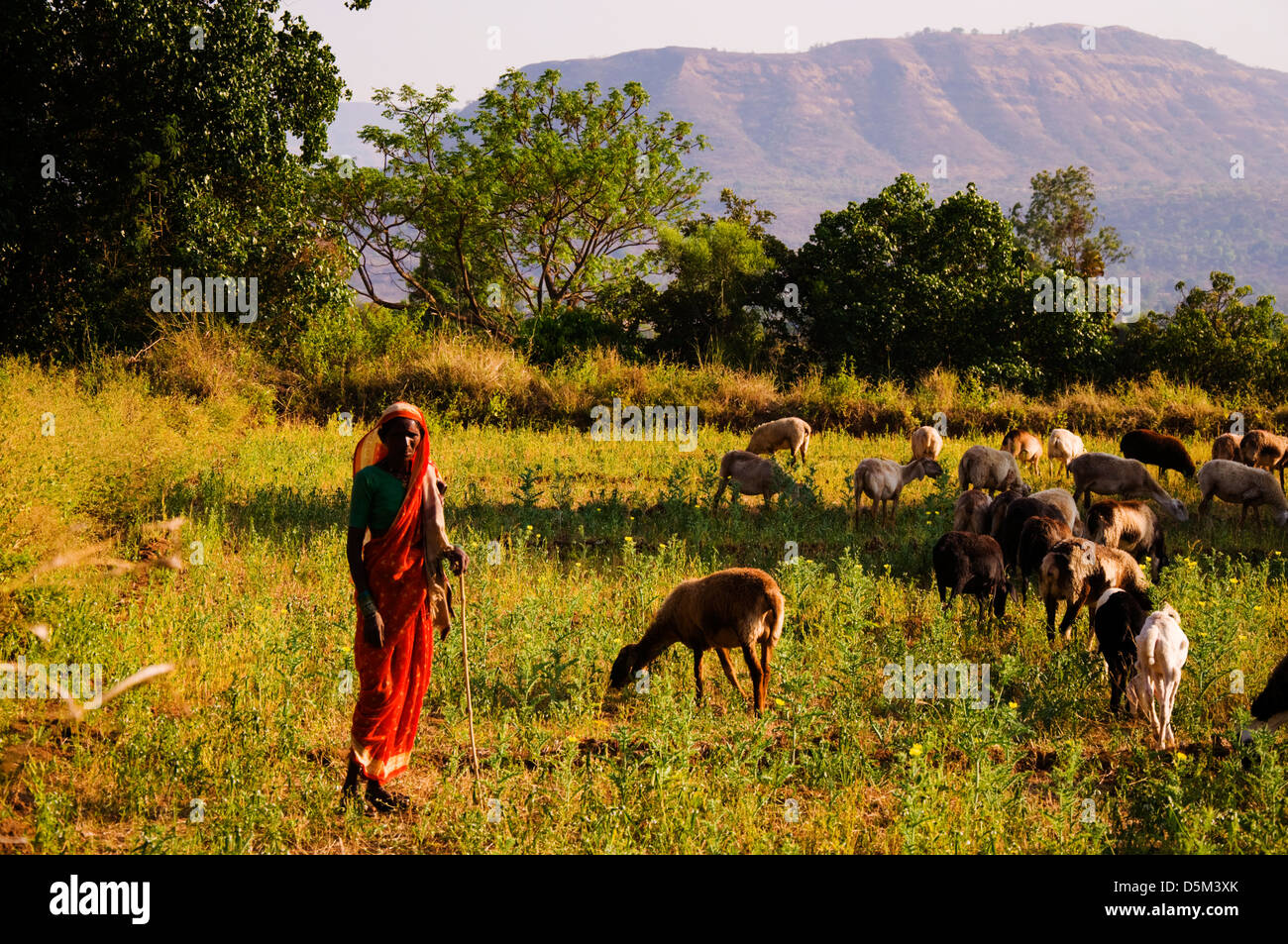 Shepherdess with sheep in Khubalivali Village Mulshi Valley Paud ...